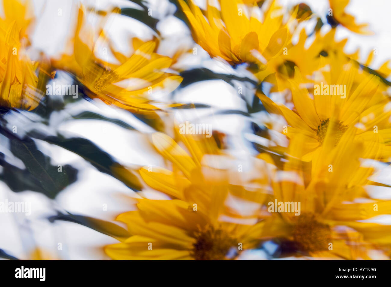 Native sunflowers moving in the wind Stock Photo - Alamy