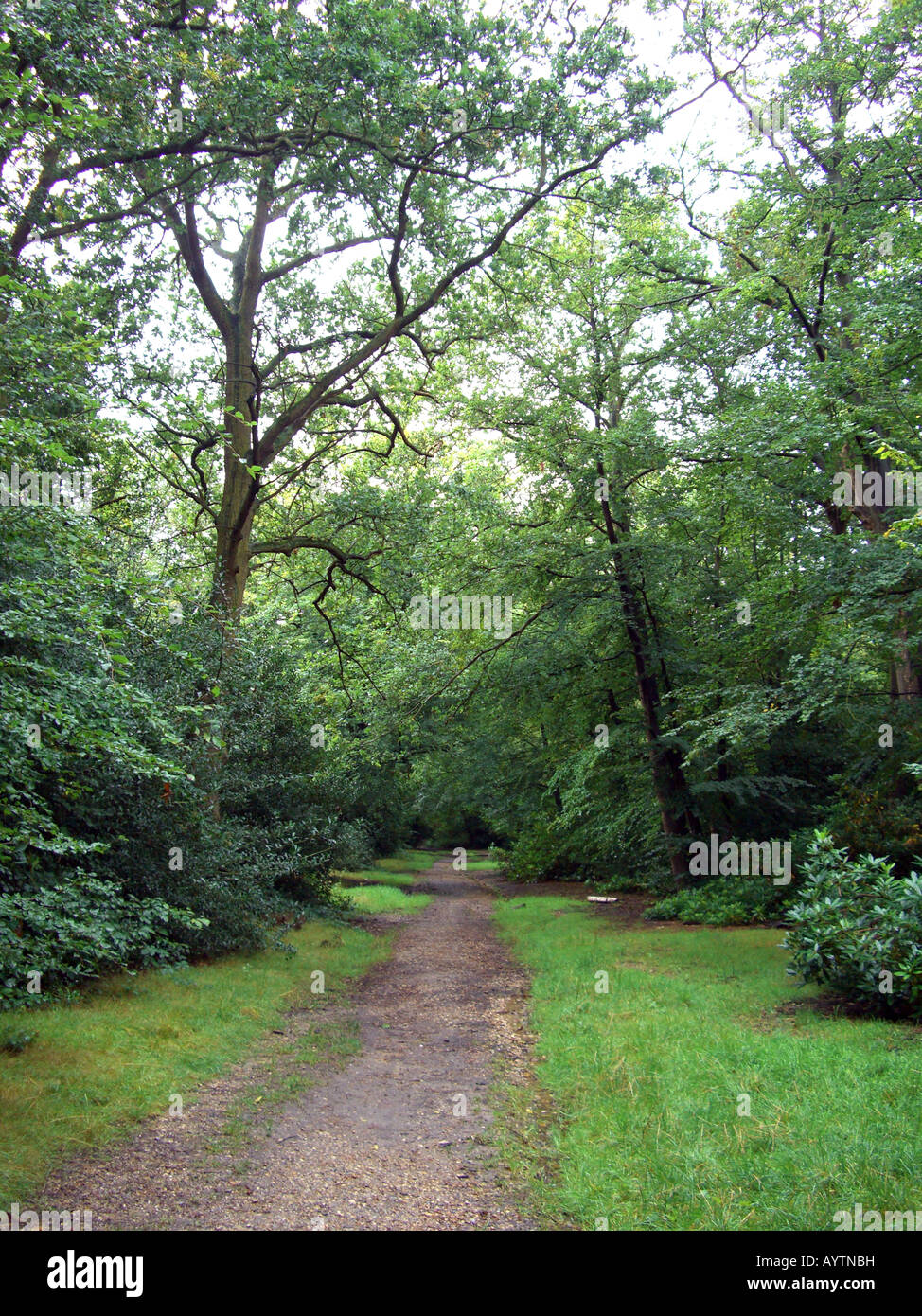 Epping forest hi-res stock photography and images - Alamy