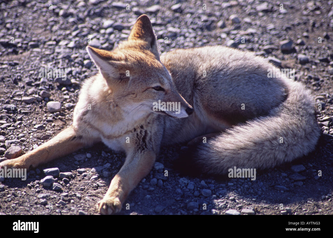 Azaras Fox resting in the sun, Torres del Paine National Park ...