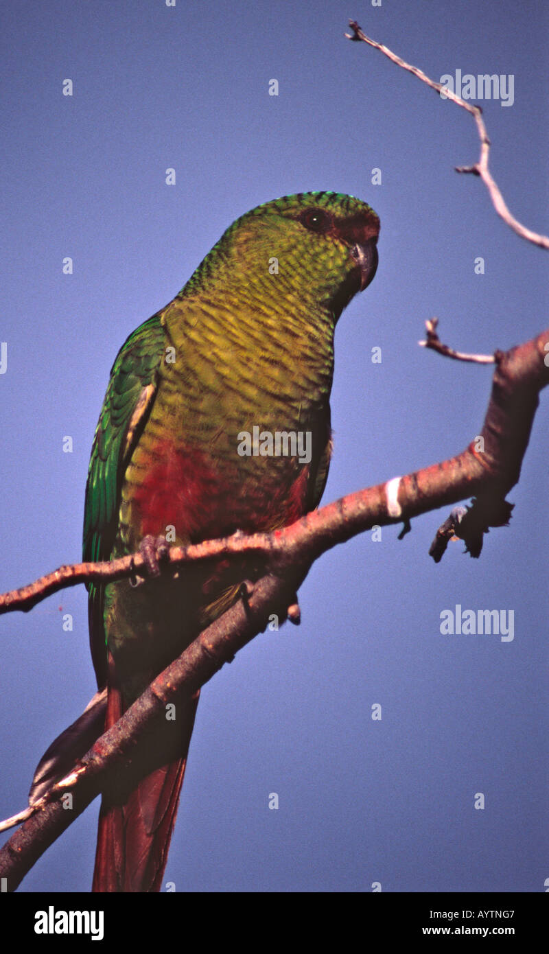 Patagonian Parakeet, Torres del Paine National Park, Patagonia, Chile ...