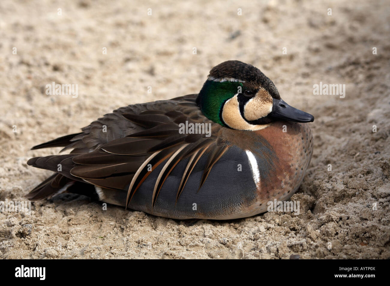Baikal teal anas formosa hi-res stock photography and images - Alamy