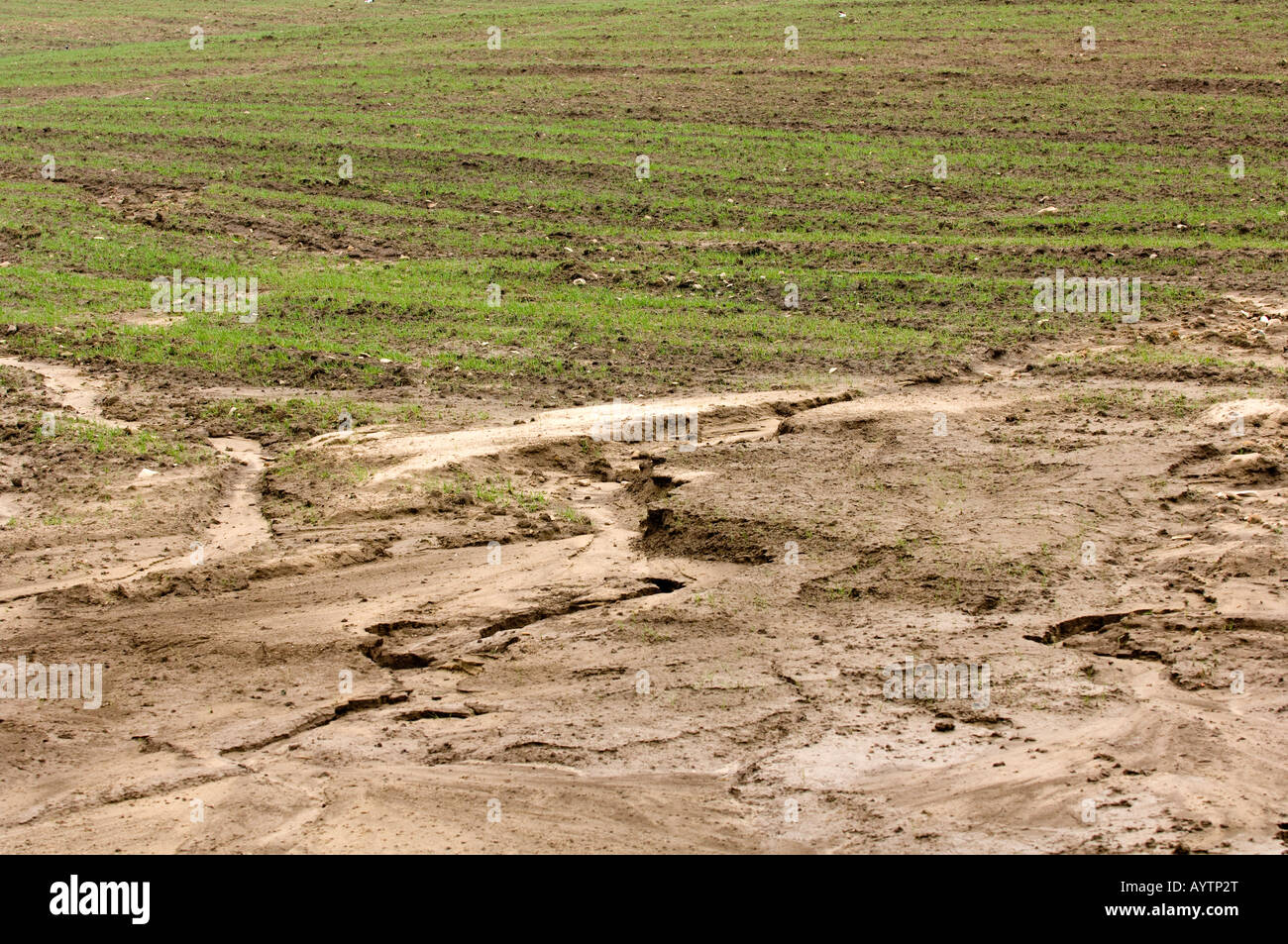 Soil erosion on a reseeded field showing damage heavy rain can do ...