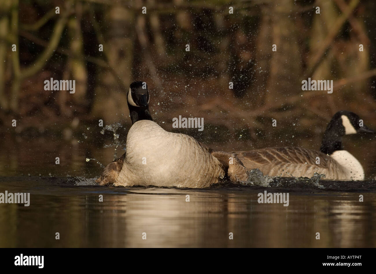 Canada Goose - Branta canadensis - bathing Stock Photo - Alamy