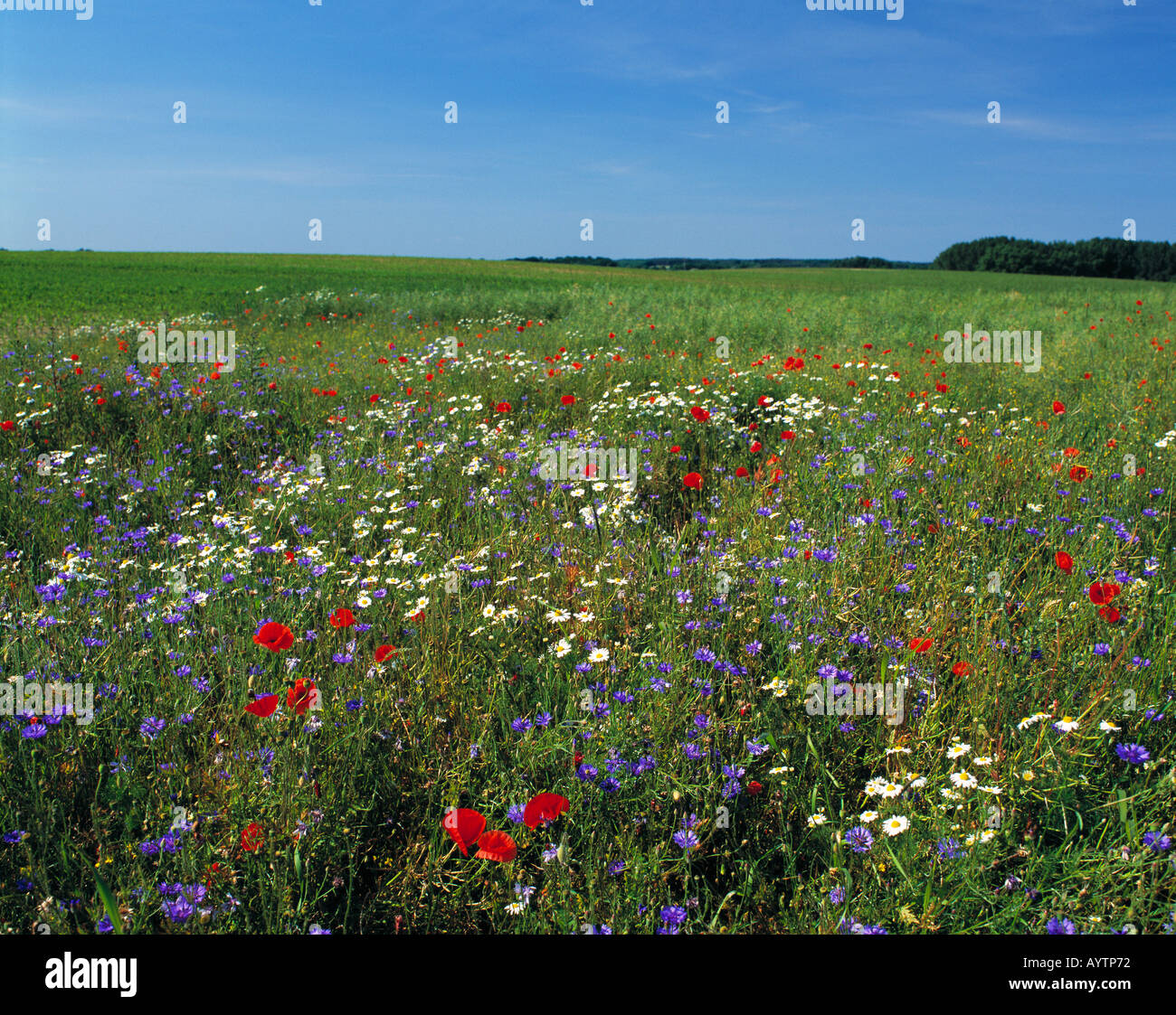 Bluete, Wiesenblumen, Blumenwiese im Naturpark Maerkische Schweiz ...