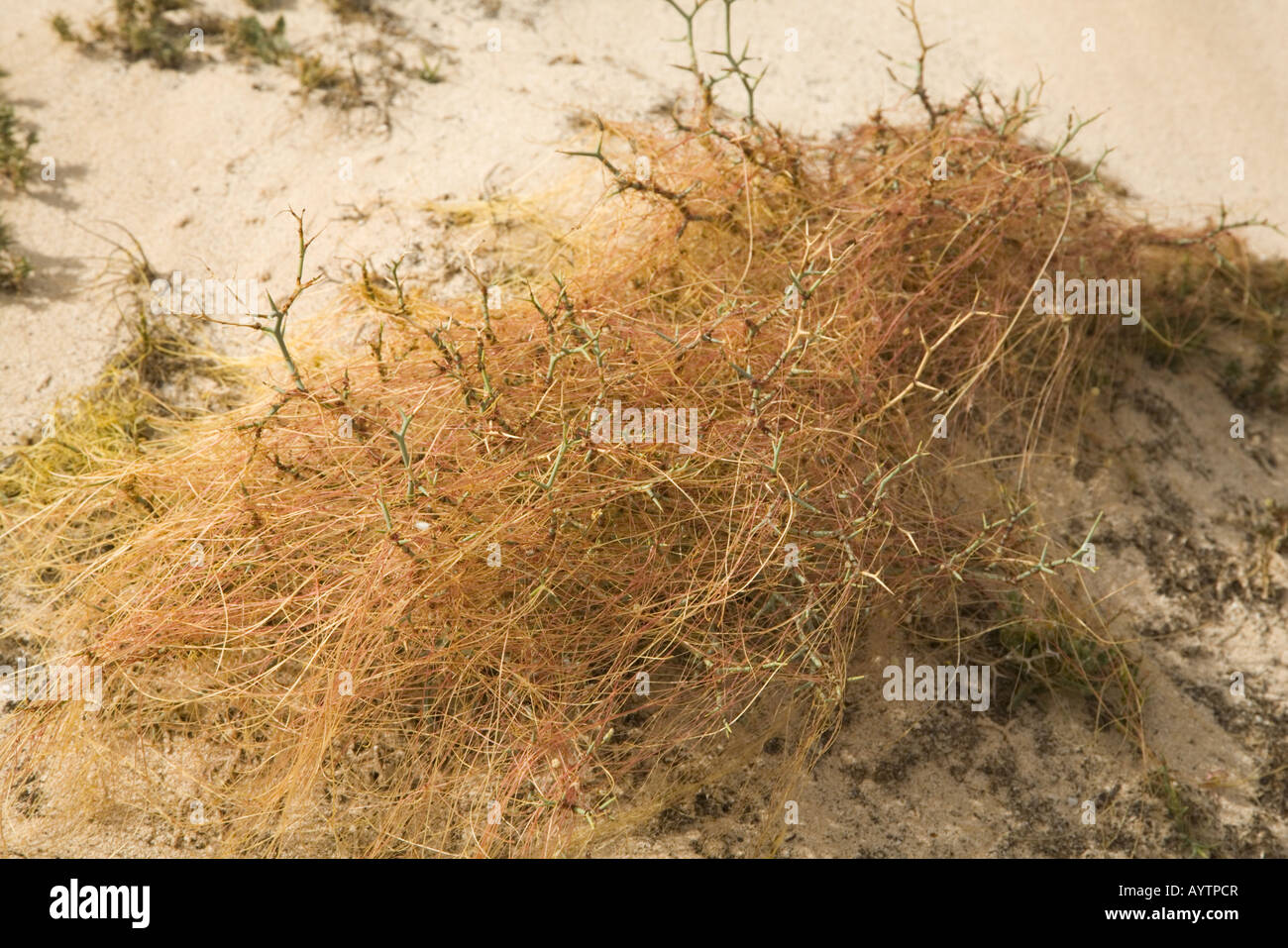 Cuscuta Alfalfa Machine