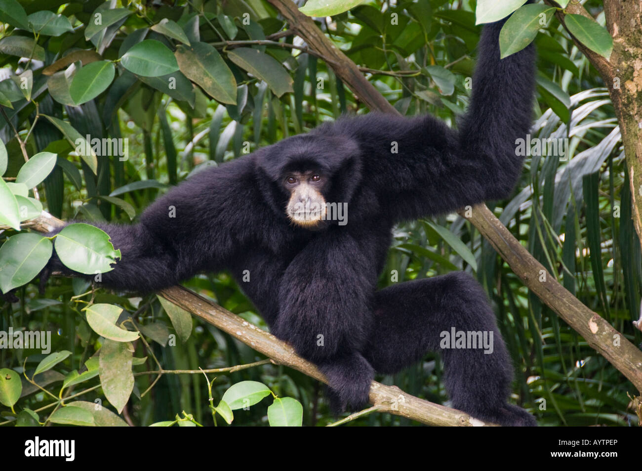 Ape sitting in tree Stock Photo - Alamy
