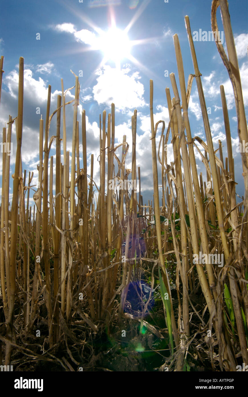 Dry wheat bundles hi-res stock photography and images - Alamy