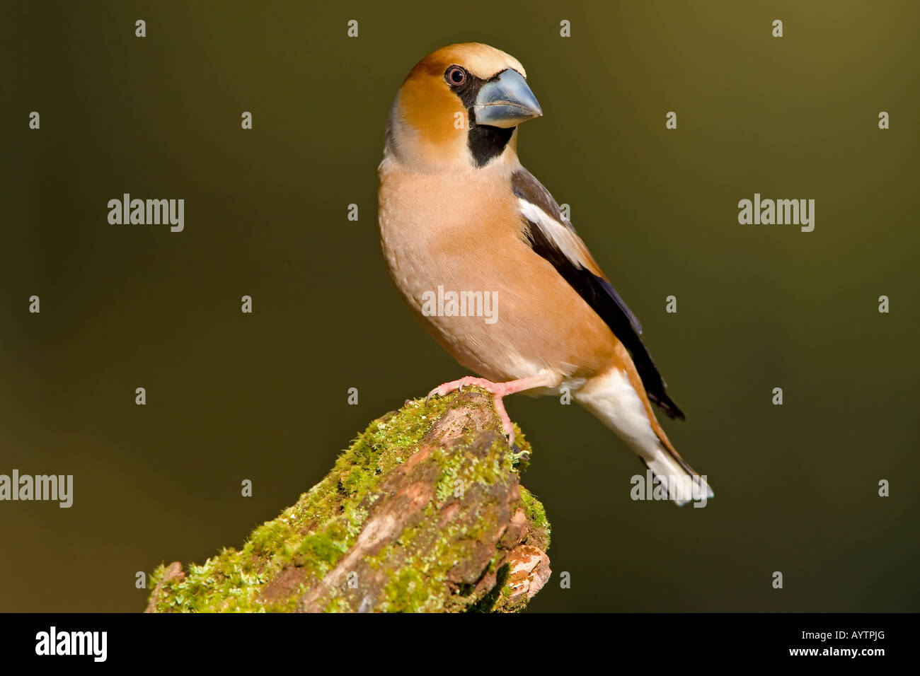 Hawfinch hi-res stock photography and images - Alamy