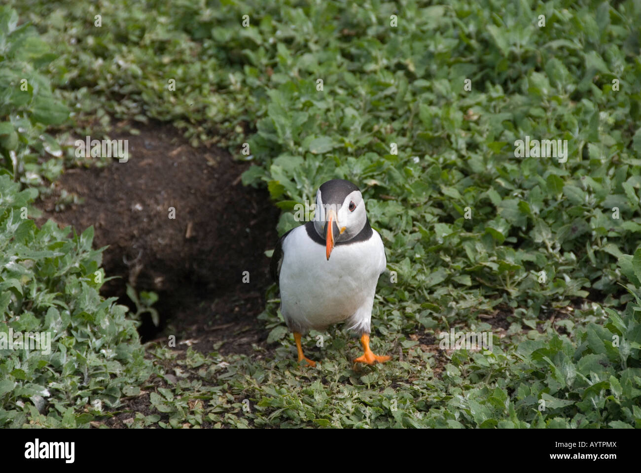 Puffin walking out of its burrow on the Farne Islands Stock Photo - Alamy