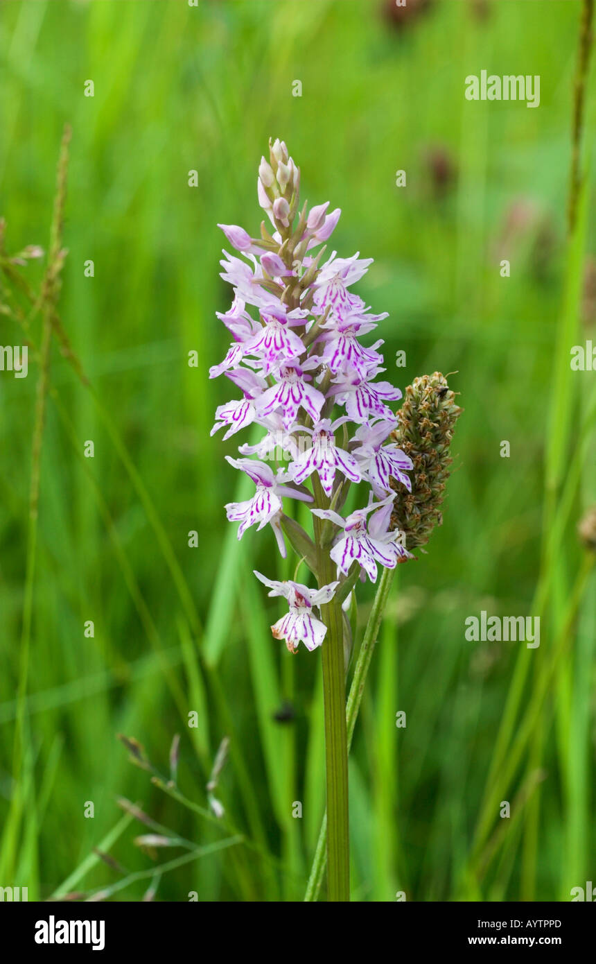 Common Spotted Orchid Stock Photo - Alamy