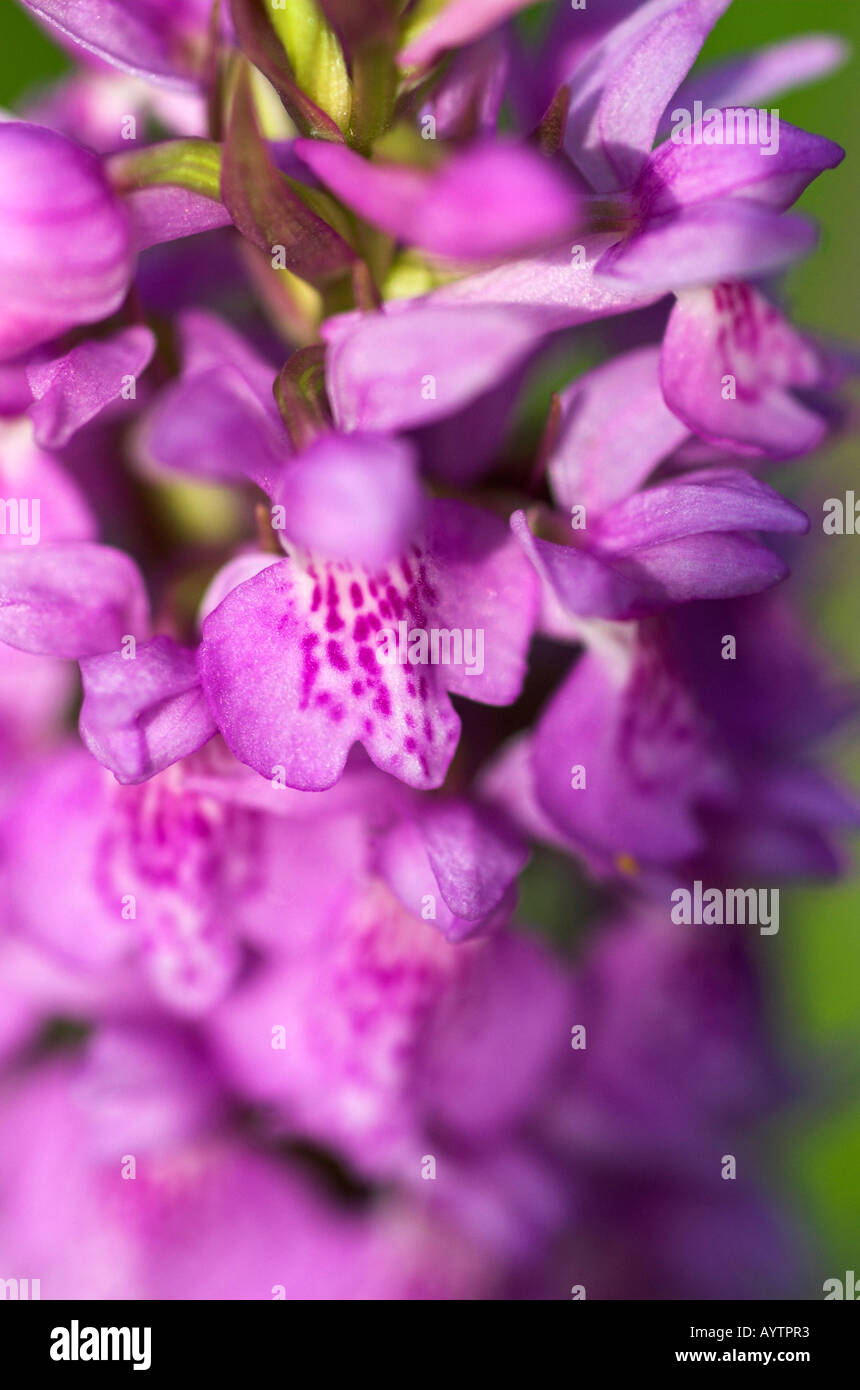 Common Spotted Orchid Stock Photo - Alamy