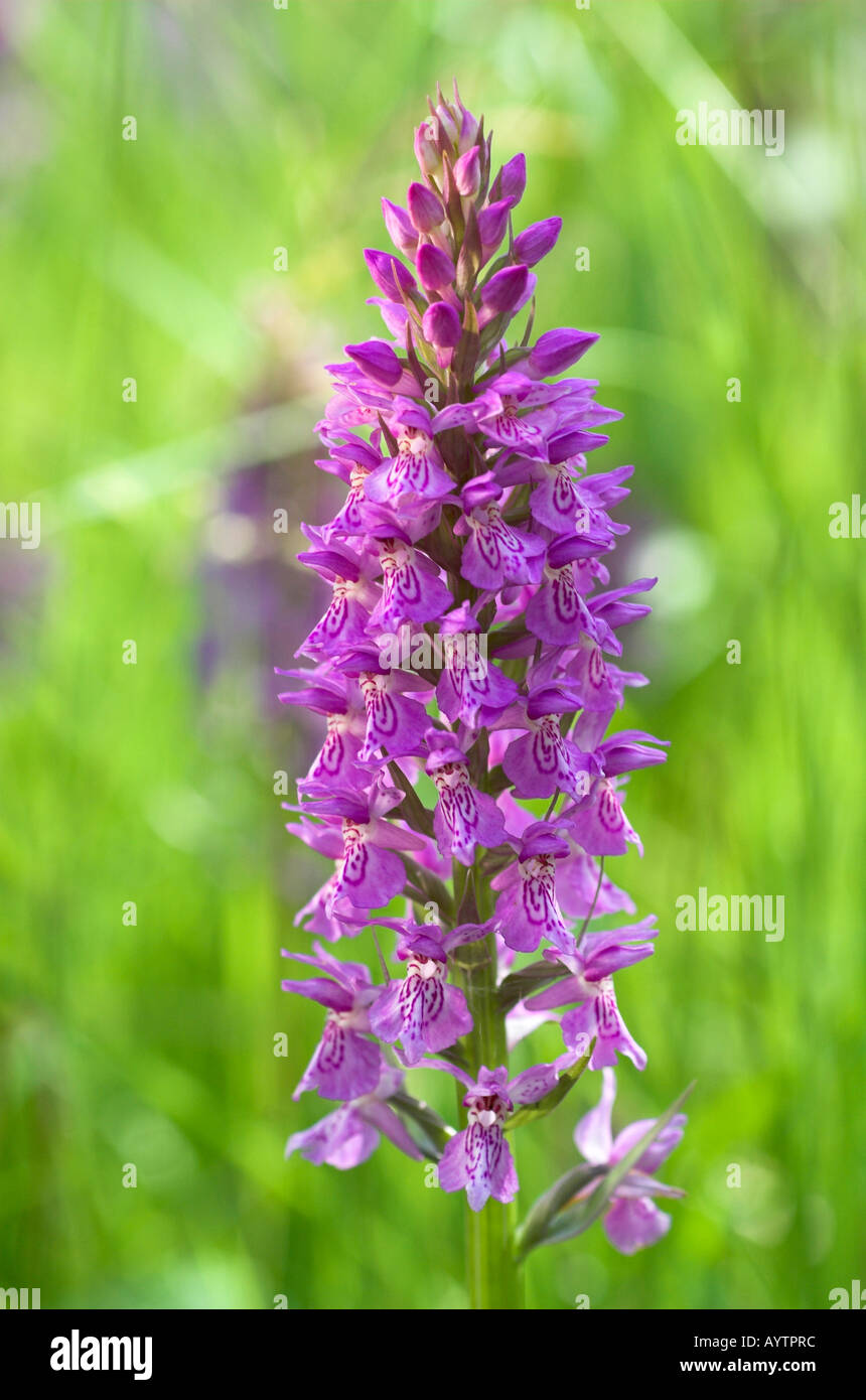 Common spotted orchid flowering hi-res stock photography and images - Alamy