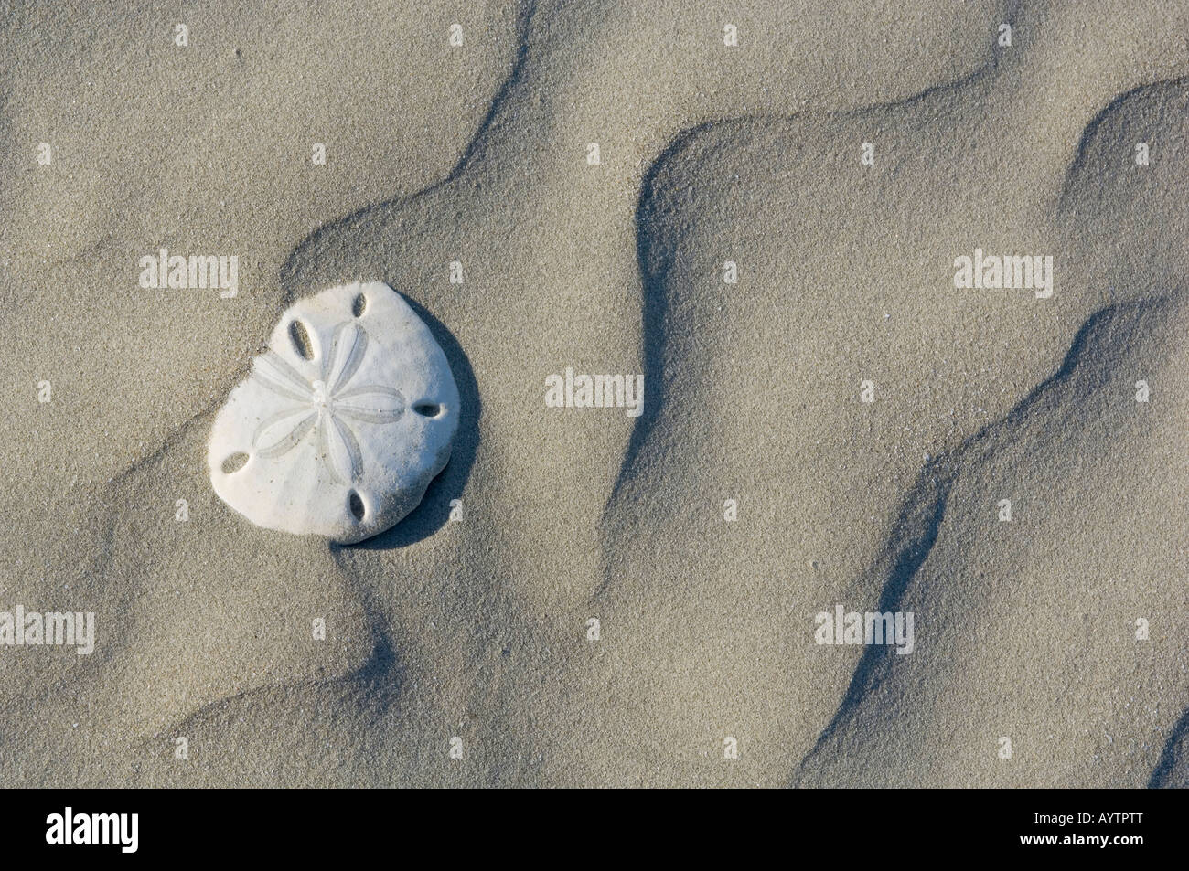 Sand Dollar on sandy beach, Baja California, MEXICO Stock Photo - Alamy
