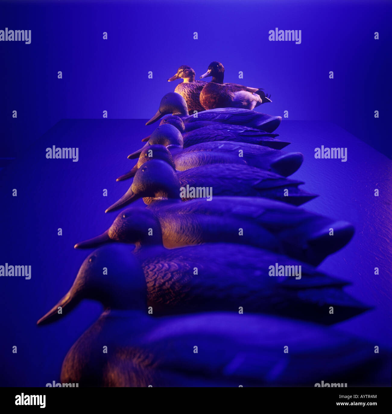 Decoy ducks hi-res stock photography and images - Alamy
