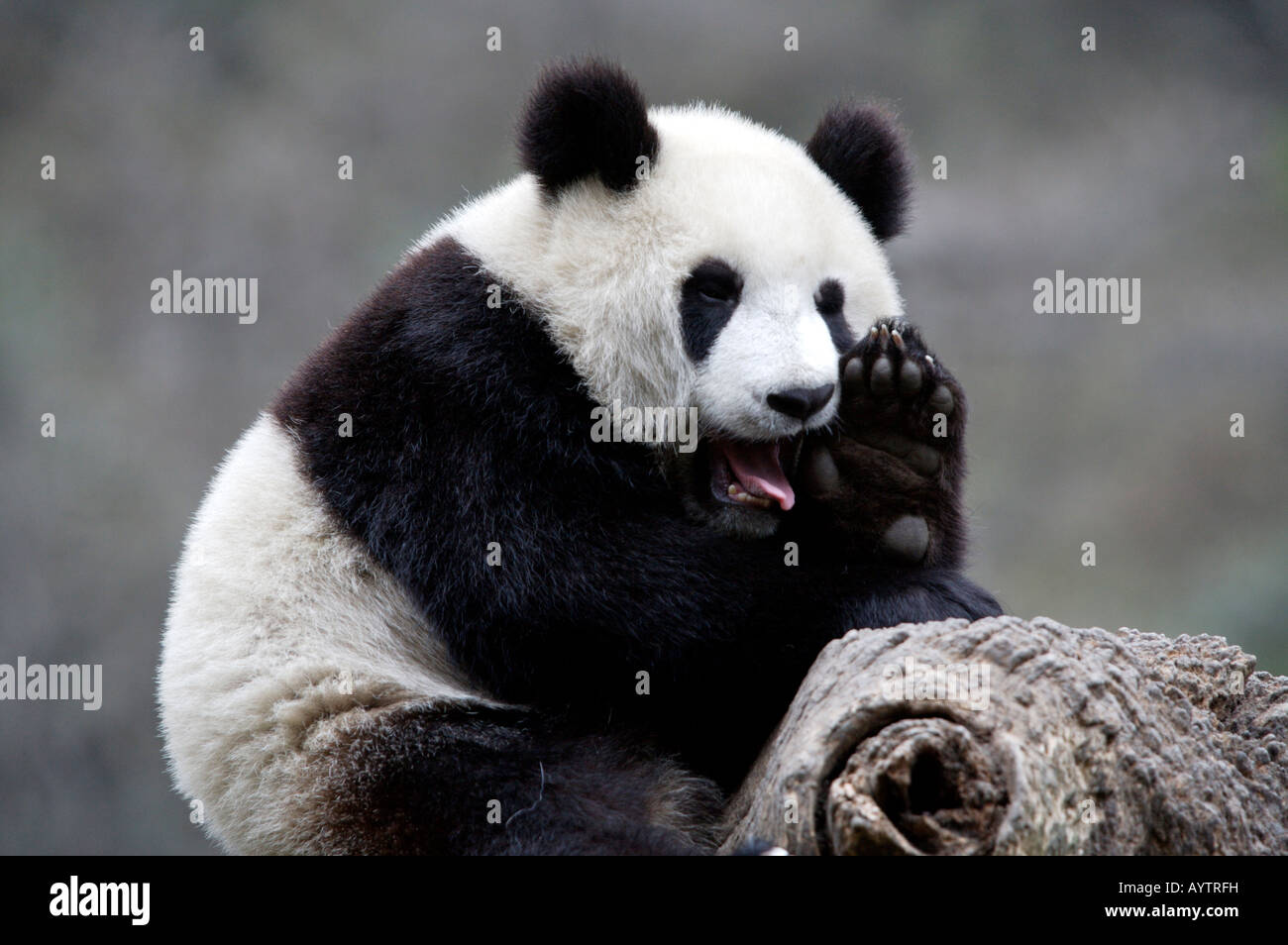 Panda china wolong panda center hi-res stock photography and images - Alamy