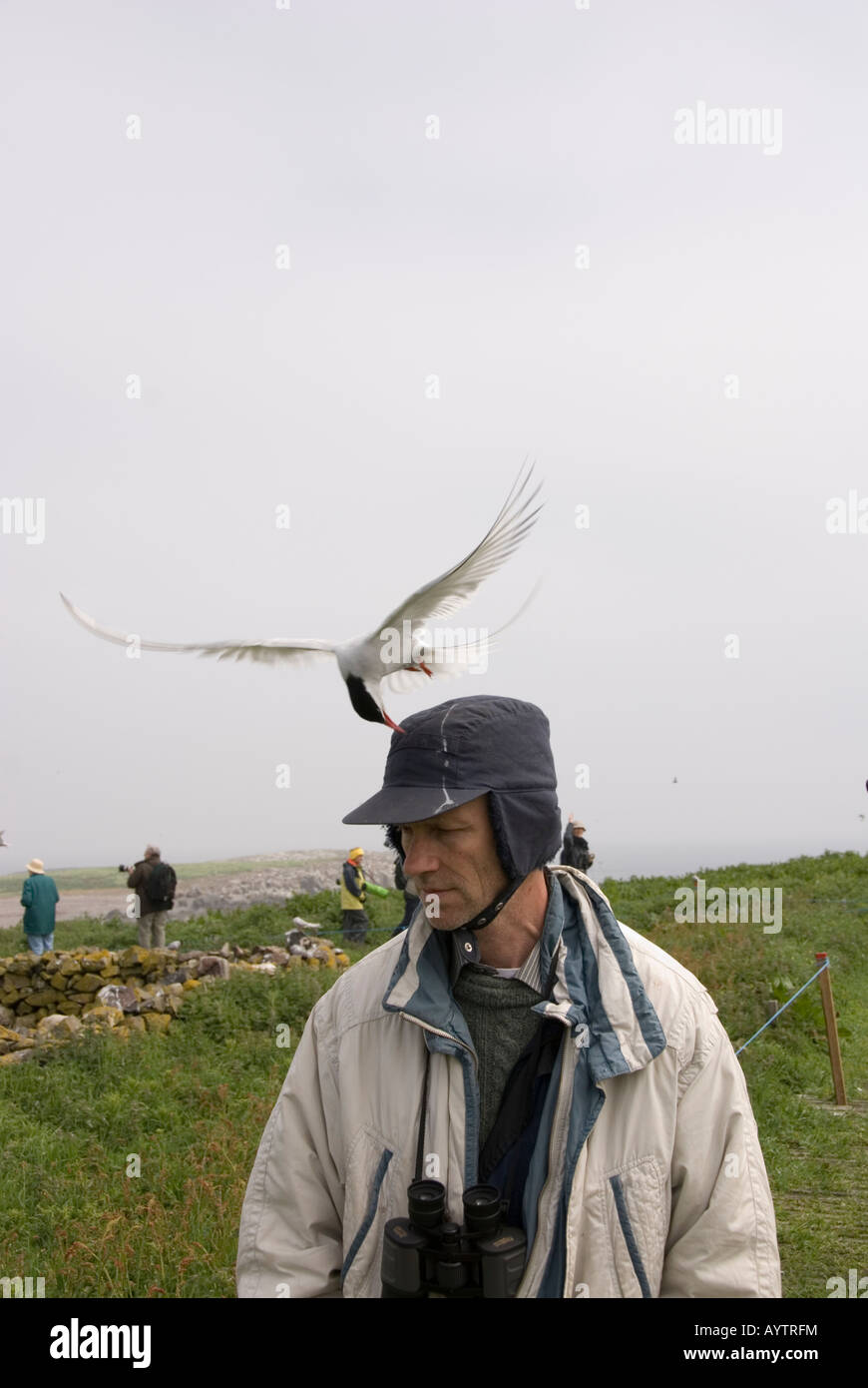 Birds Attacking People