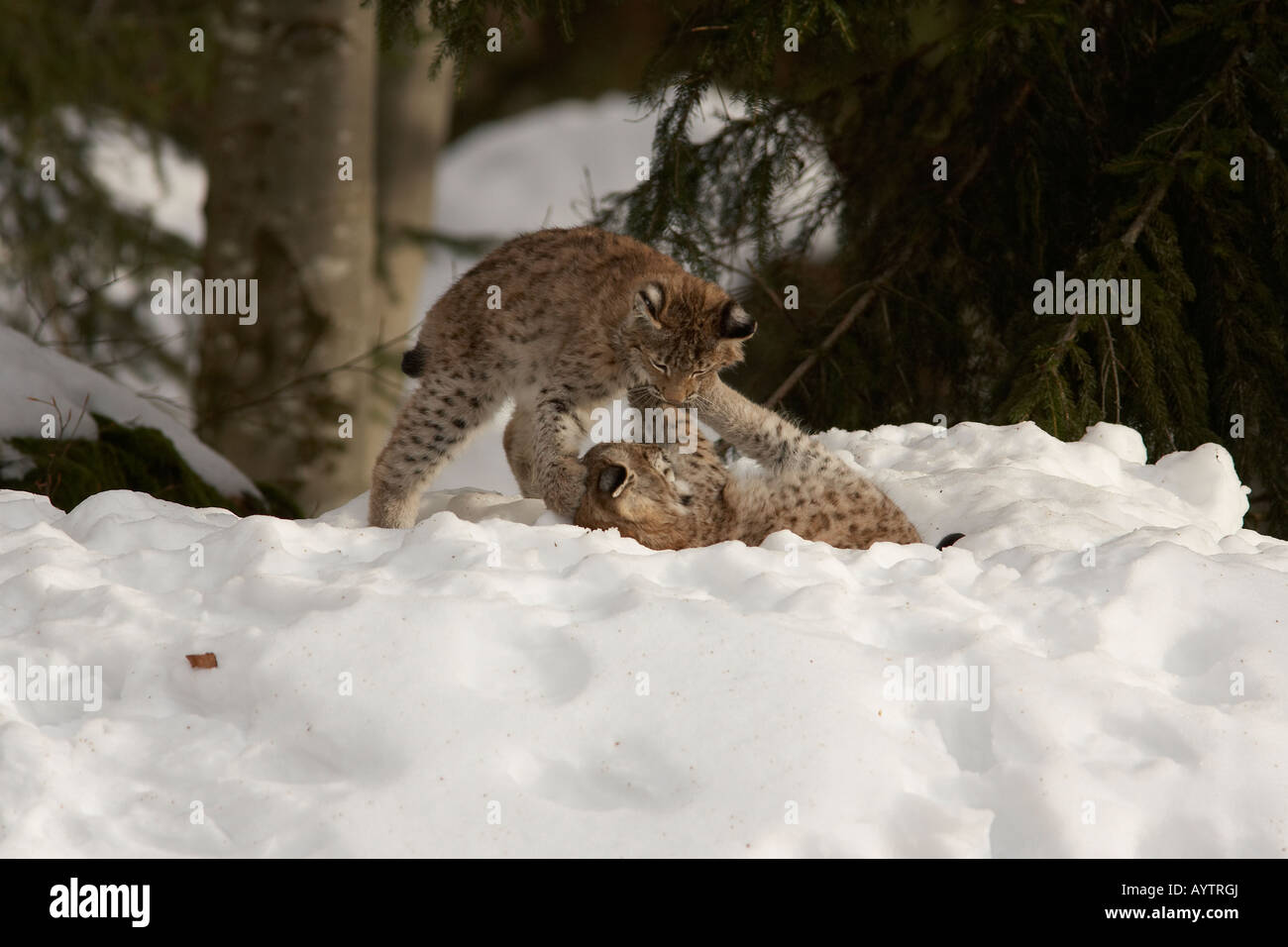 Eurasian Lynx Lynx lynx Bavarian forest Germany cubs playing in the ...