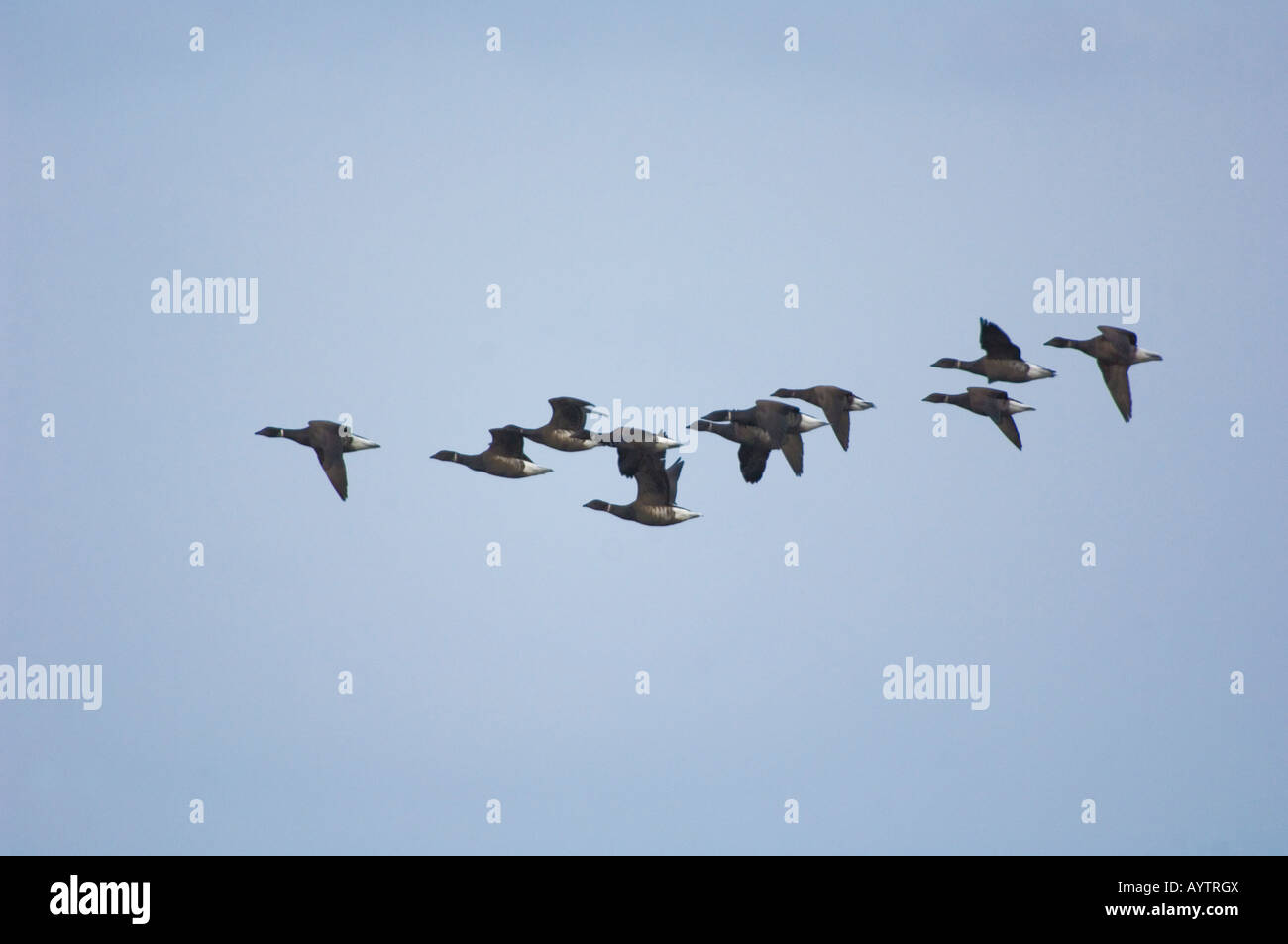 Brant geese hi-res stock photography and images - Alamy