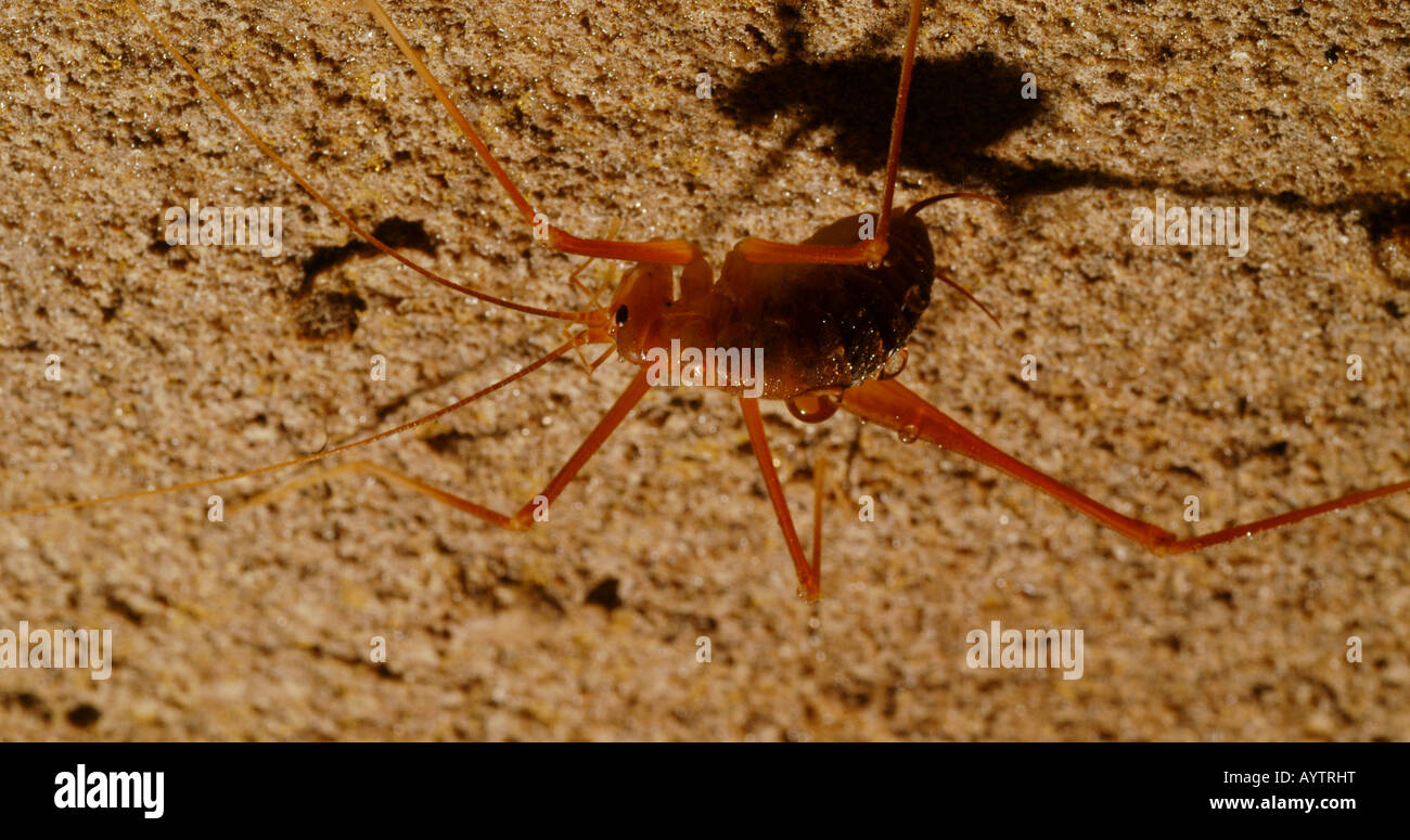 Cave cricket hi-res stock photography and images - Alamy