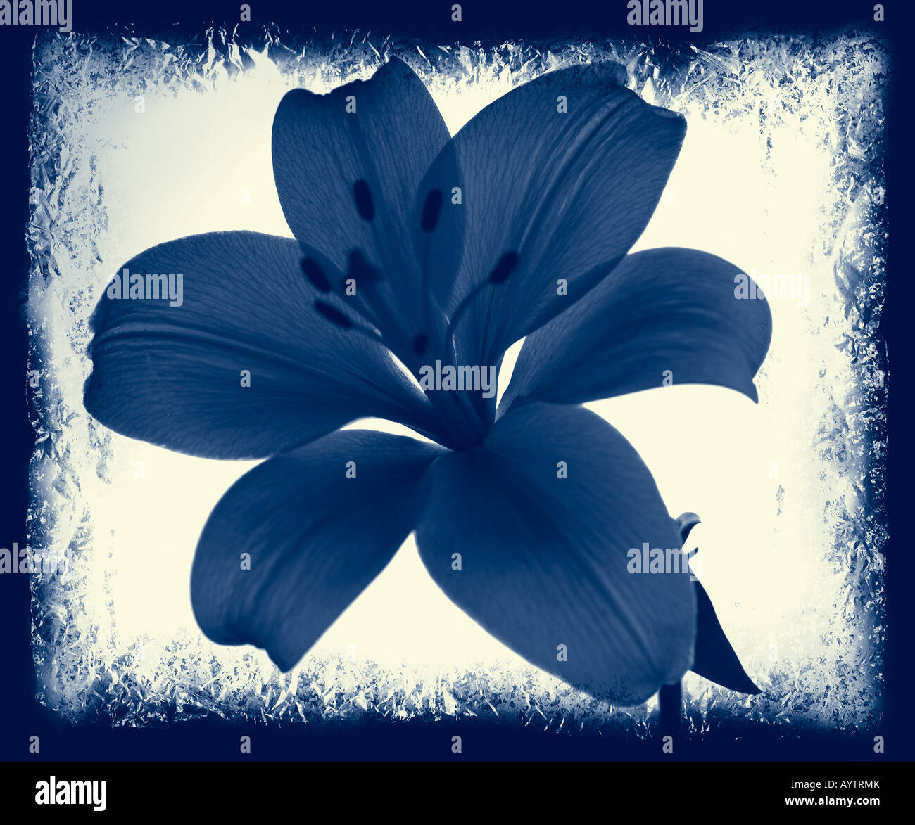 Cyanotype photograph hi-res stock photography and images - Alamy