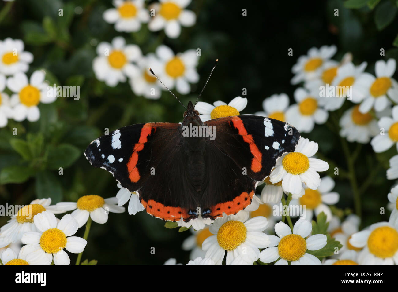 Red Admiral butterfly Vanessa atalanta Stock Photo - Alamy