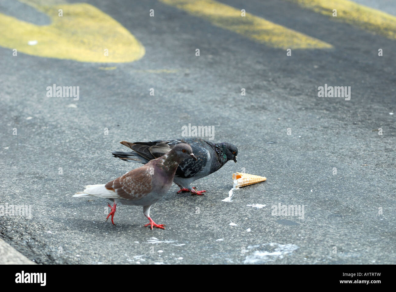 Pigeons Eating Discarded Ice Cream Cone Dubrovnik Croatia Stock Photo