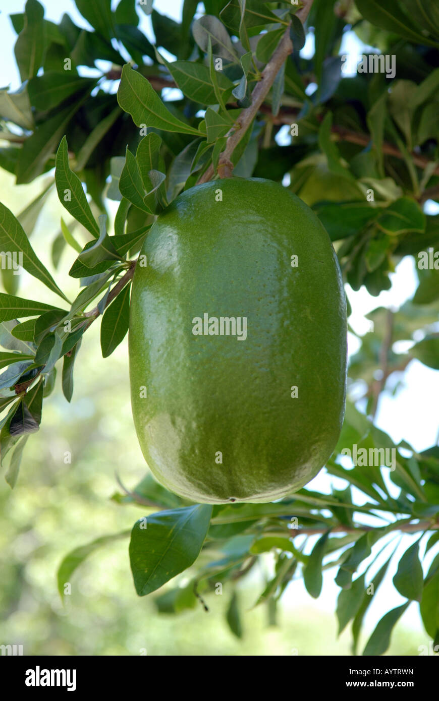 calabash Stock Photo: 17180768 - Alamy