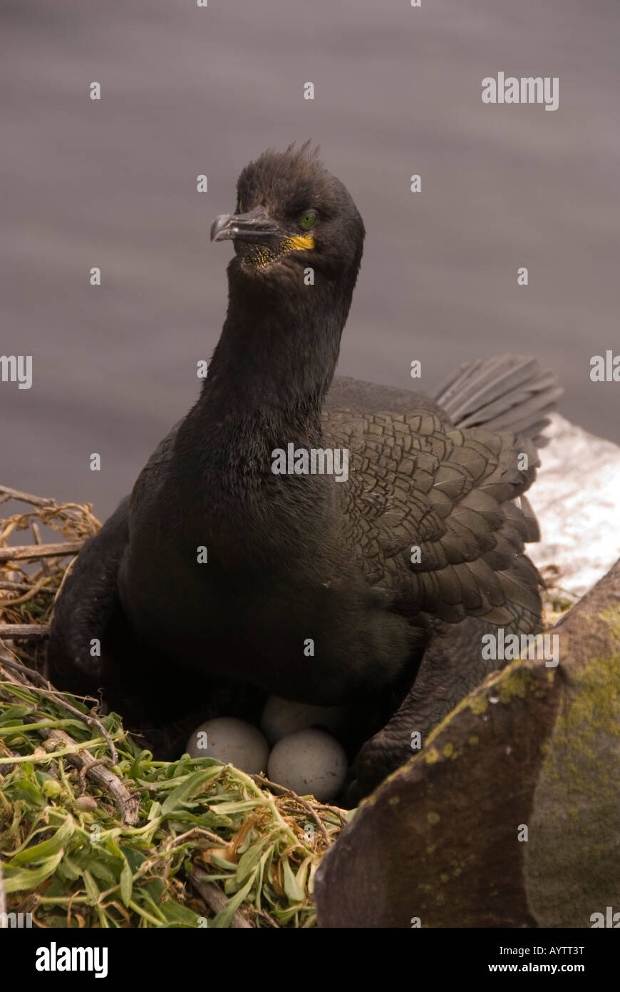 Shag bird sitting on its nest with eggs on Inner Farne Island Stock ...