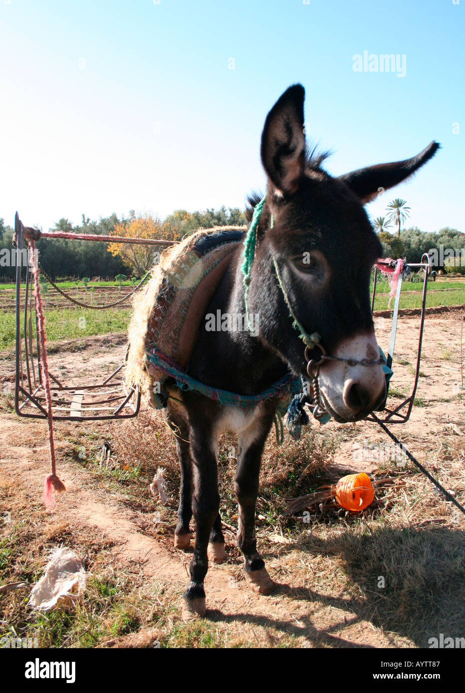 Tethered Donkey in a field in Morocco, Northwest Africa Stock Photo - Alamy