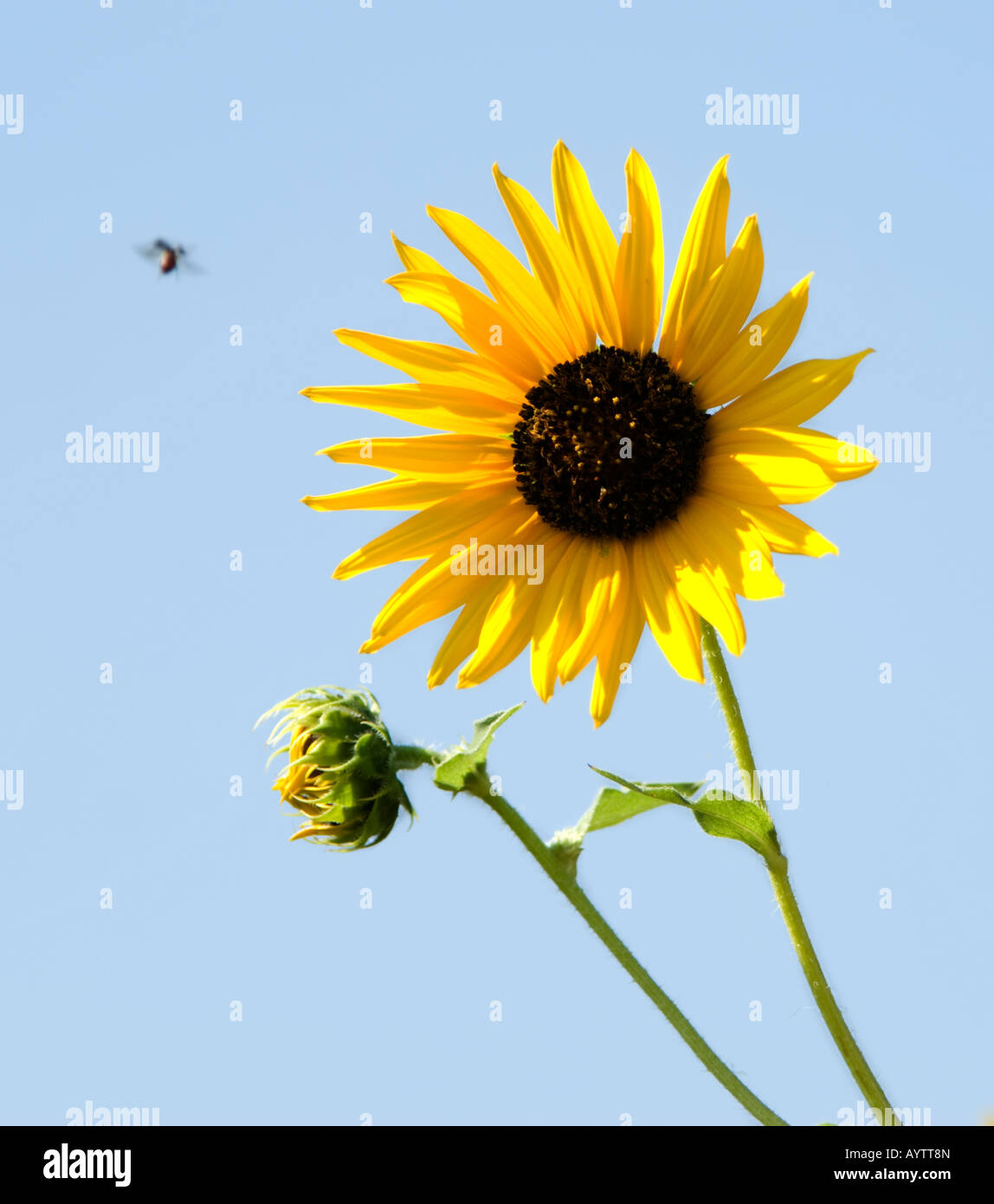 A single sunflower and bud against a blue sky in sunshine. A bee flies ...