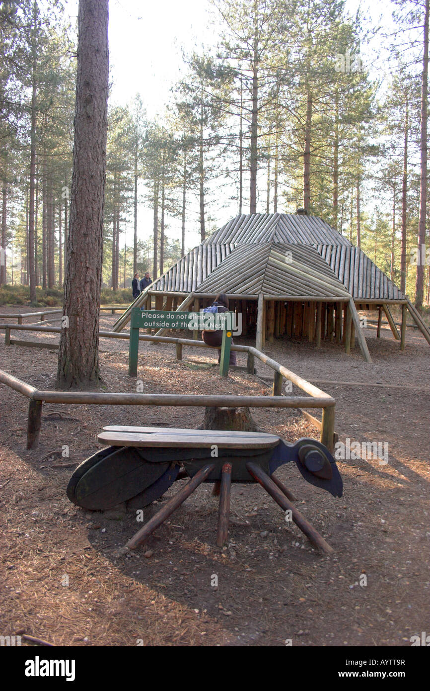 Moors valley forest dorset hi-res stock photography and images - Alamy