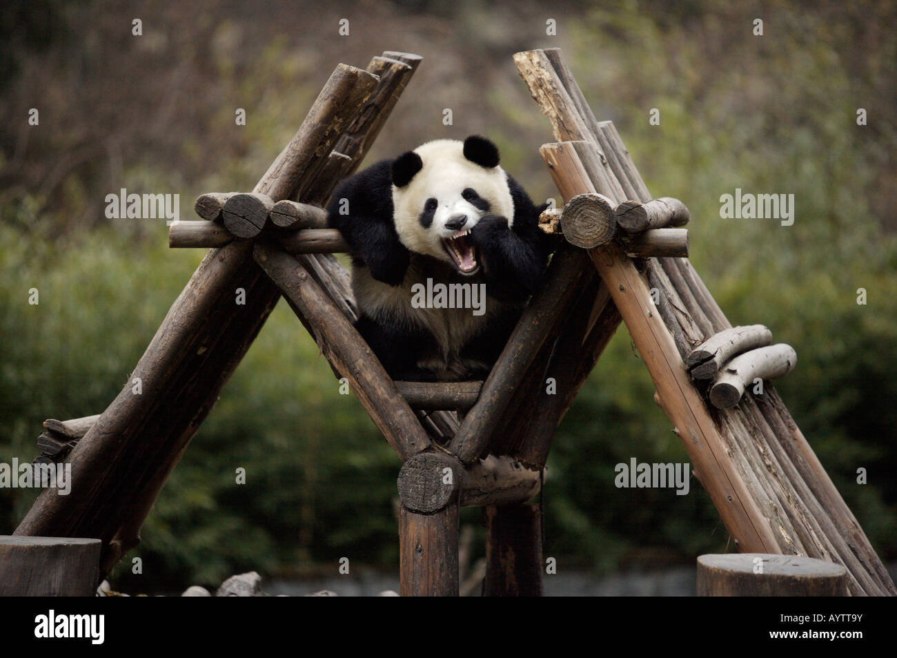 Panda china wolong panda center hi-res stock photography and images - Alamy