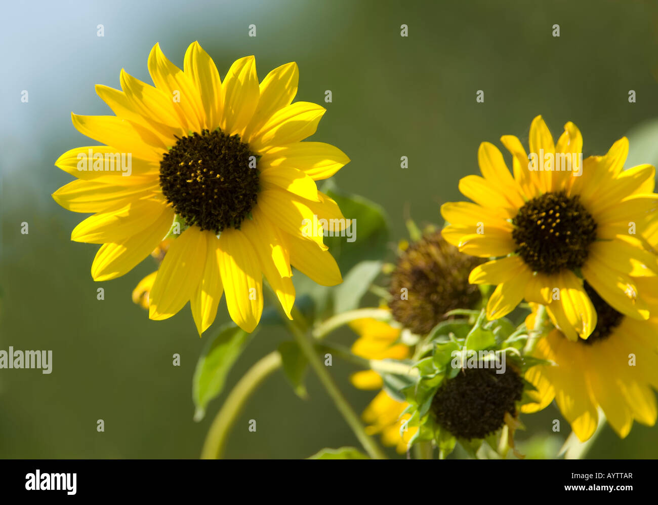 Sunflowers nodding their heads in the sunshine. Suitable for greeting ...
