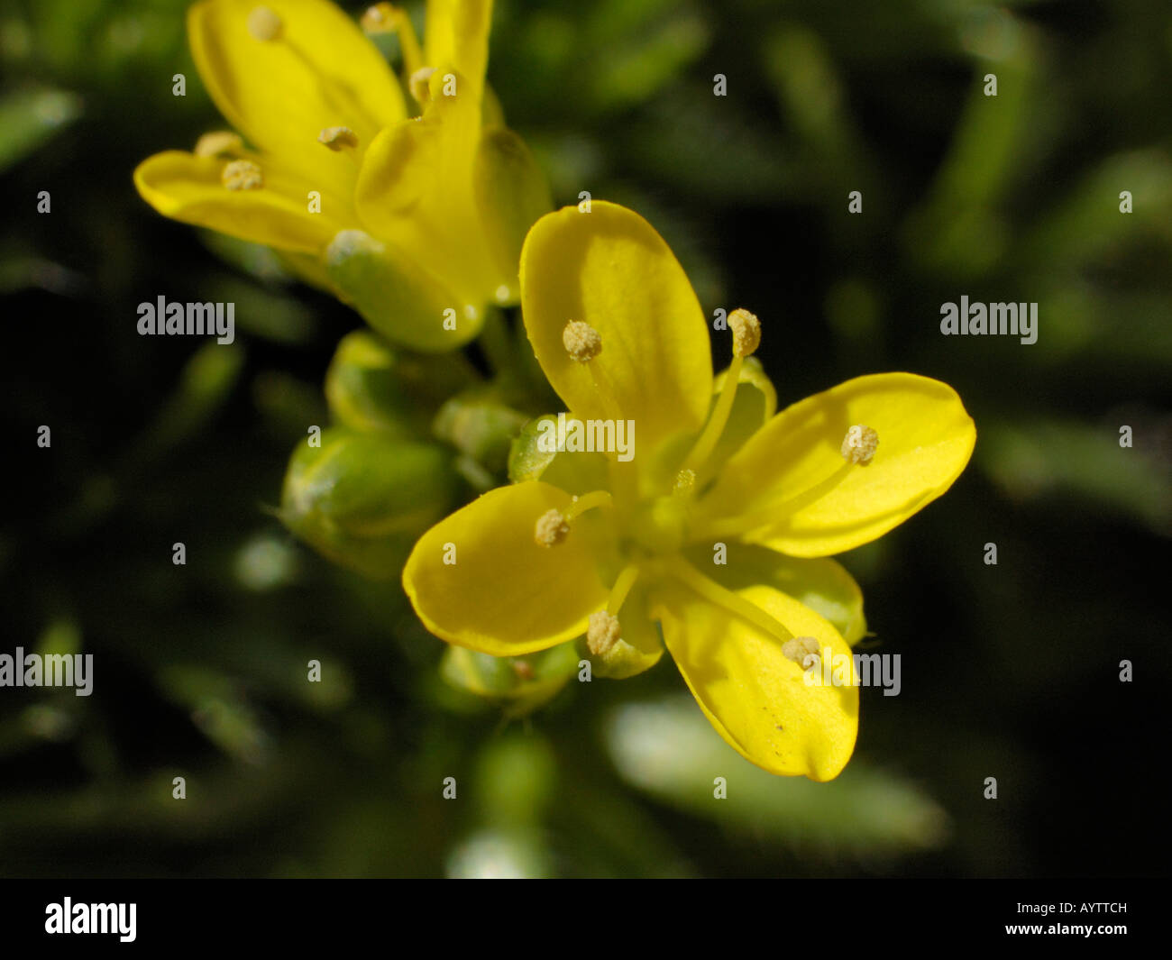Draba yellow whitlow grass hi-res stock photography and images - Alamy