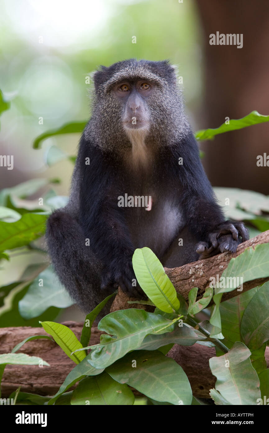 Blue Monkey (Cercopithecus mitis) at Lake Manyara in Tanzania Stock ...