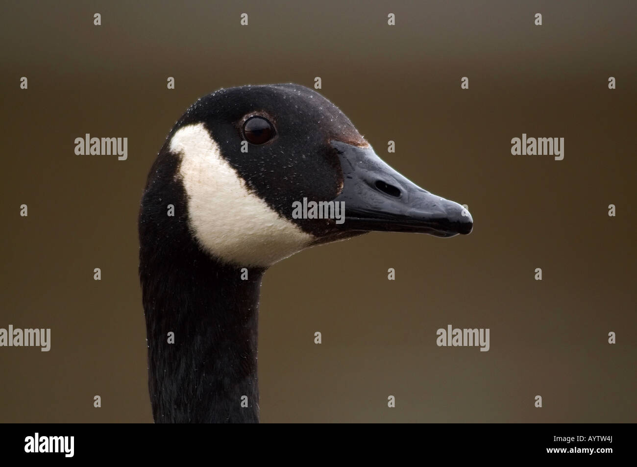 Canada goose portrait uk hi-res stock photography and images - Alamy