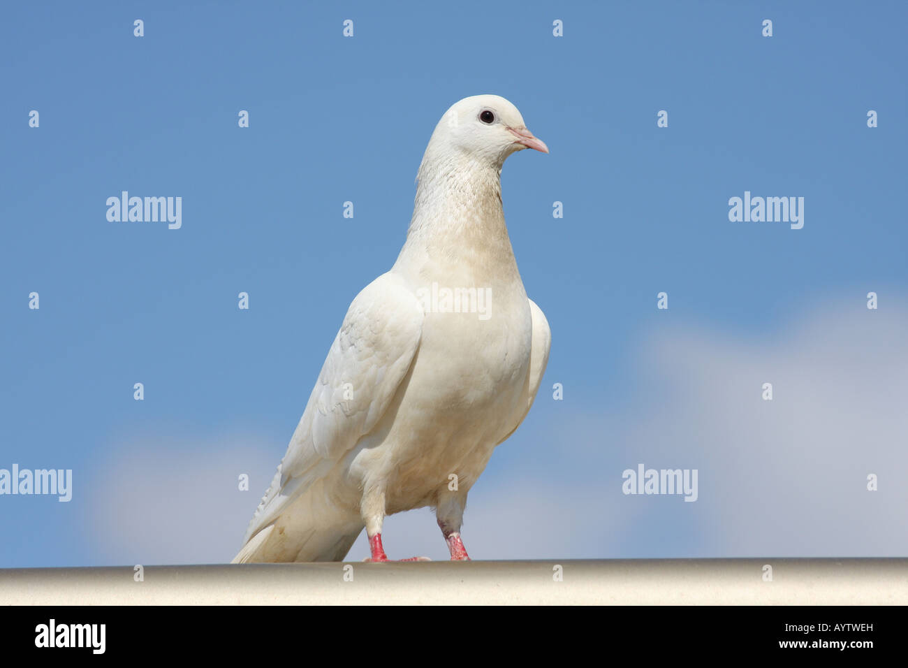 A white Dove Stock Photo - Alamy