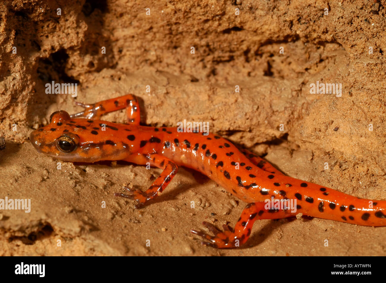 cave salamander slone valley kentucky Stock Photo - Alamy