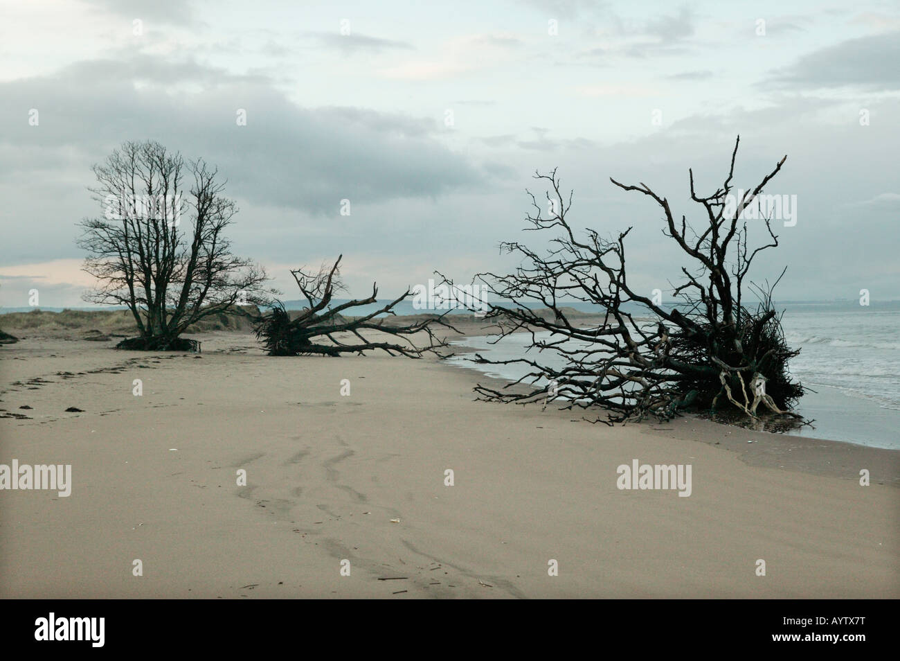 seascape, fallen and standing tree against evening sky Tentsmuir ...