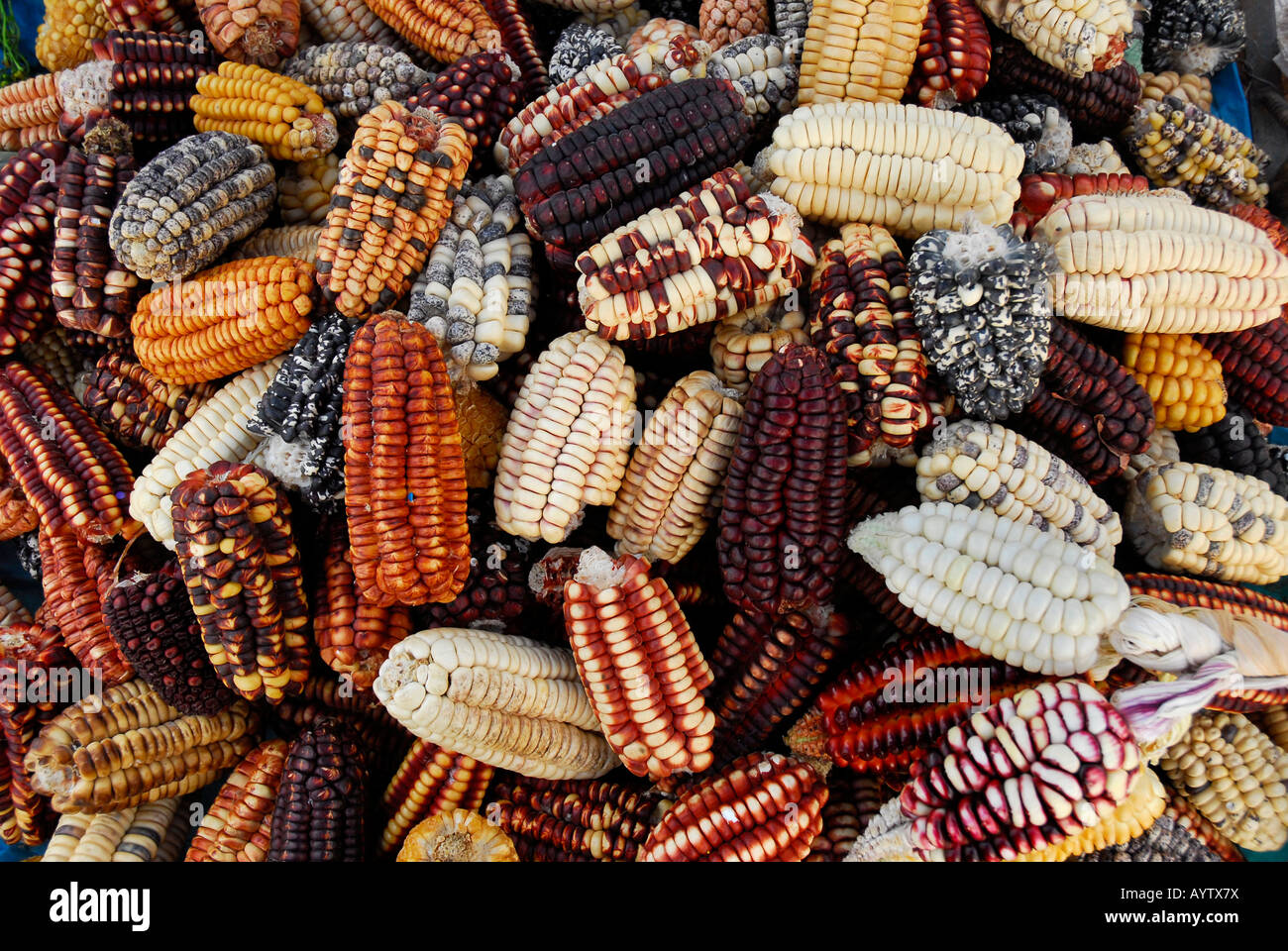 Different kinds of maize on sale in Pisac, in the high Andes of Peru ...