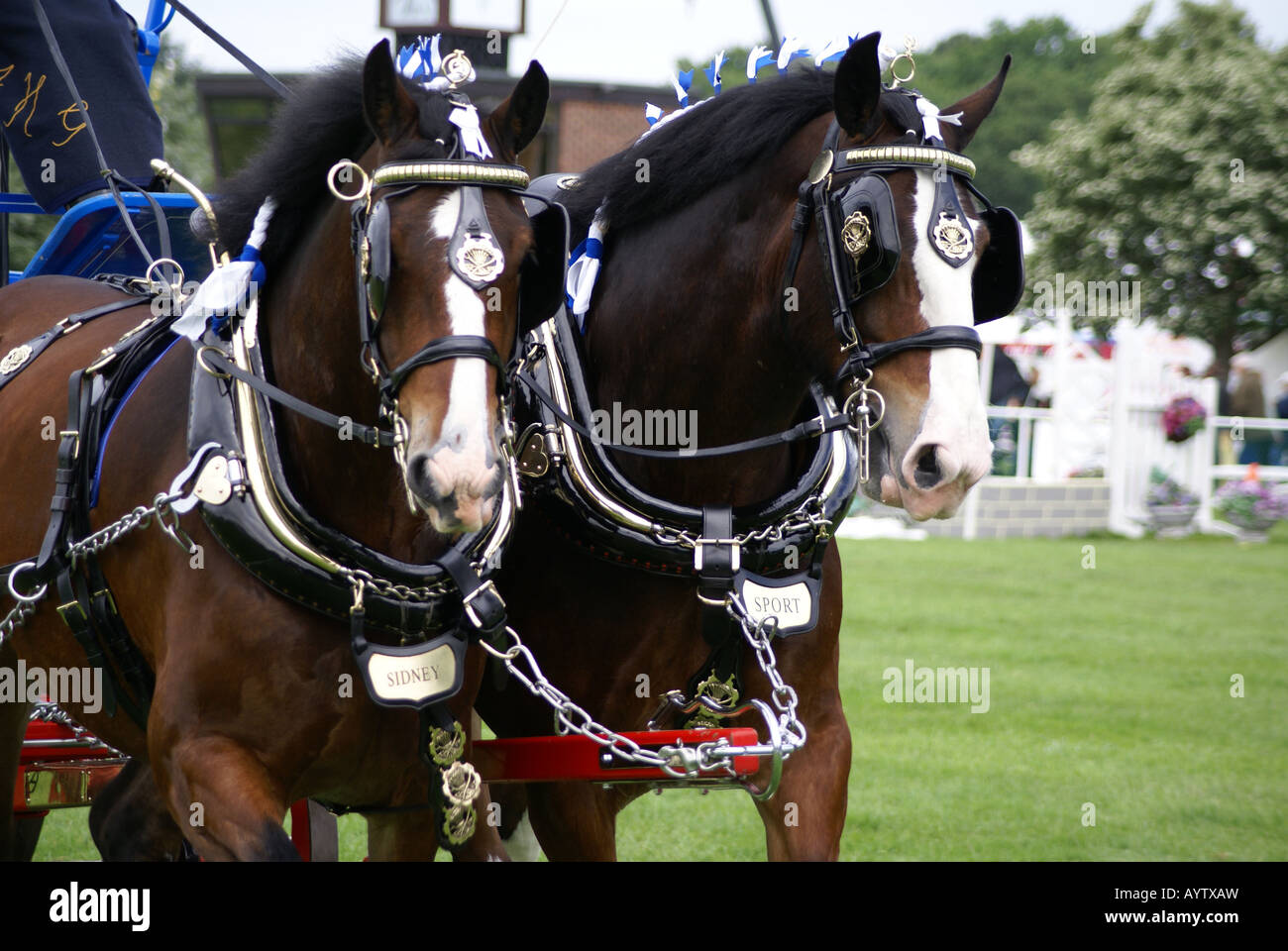 Traditional shire horses hi-res stock photography and images - Alamy