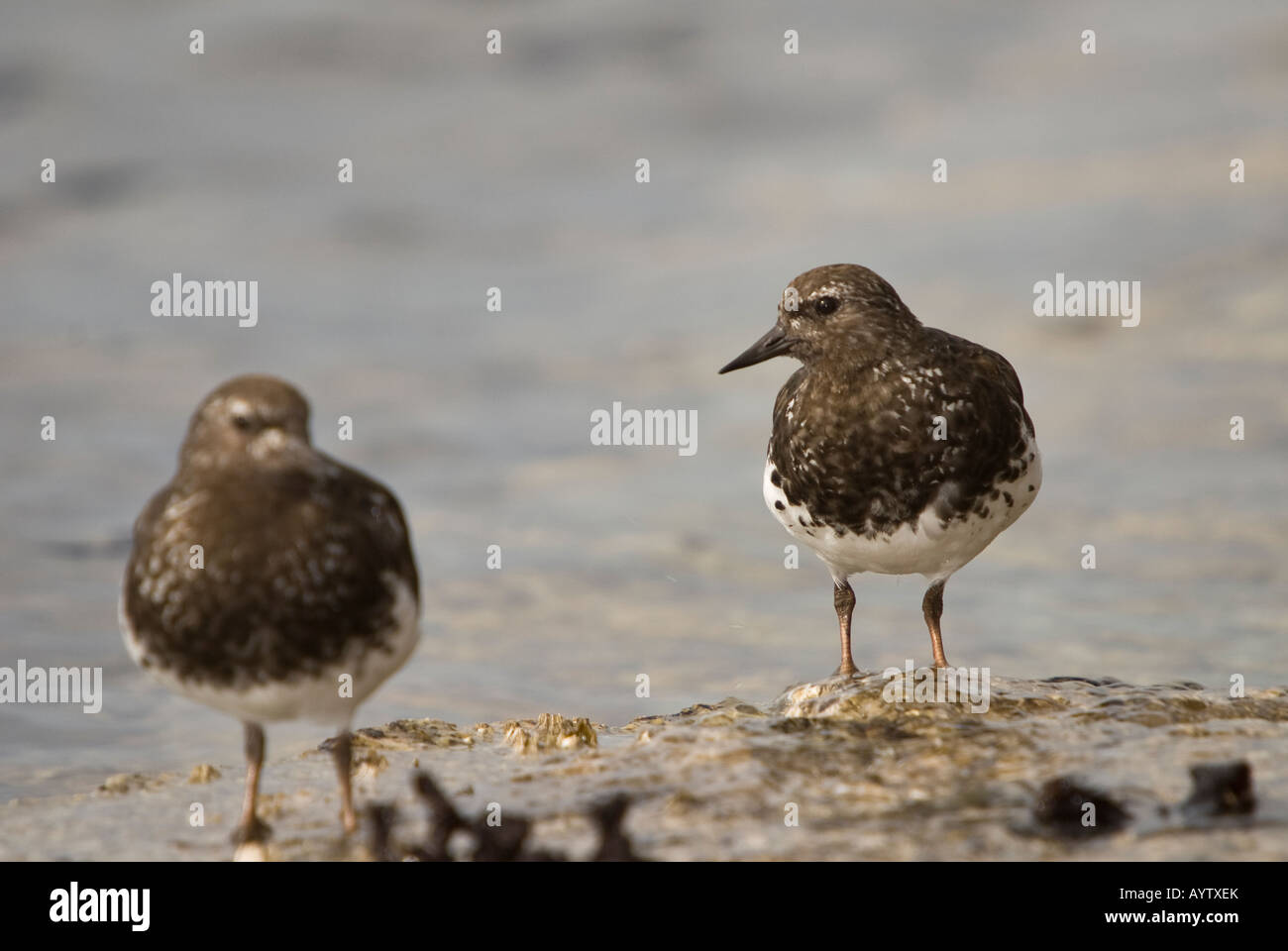 Black turnstone foraging among the barnacles at the water's edge Stock ...