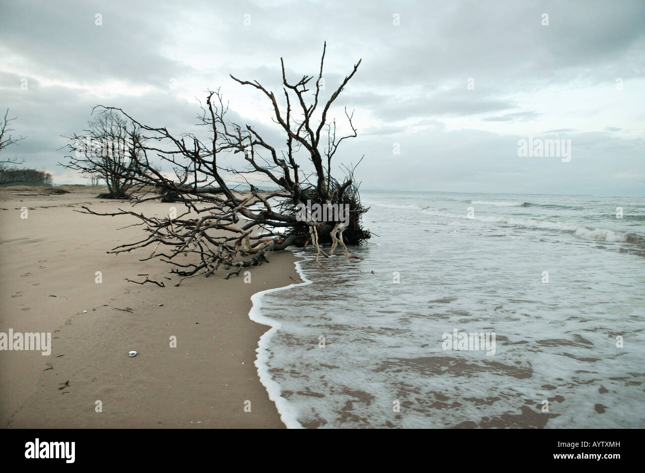 seascape, fallen tree against evening sky Tentsmuir forrest Kinshaldy ...