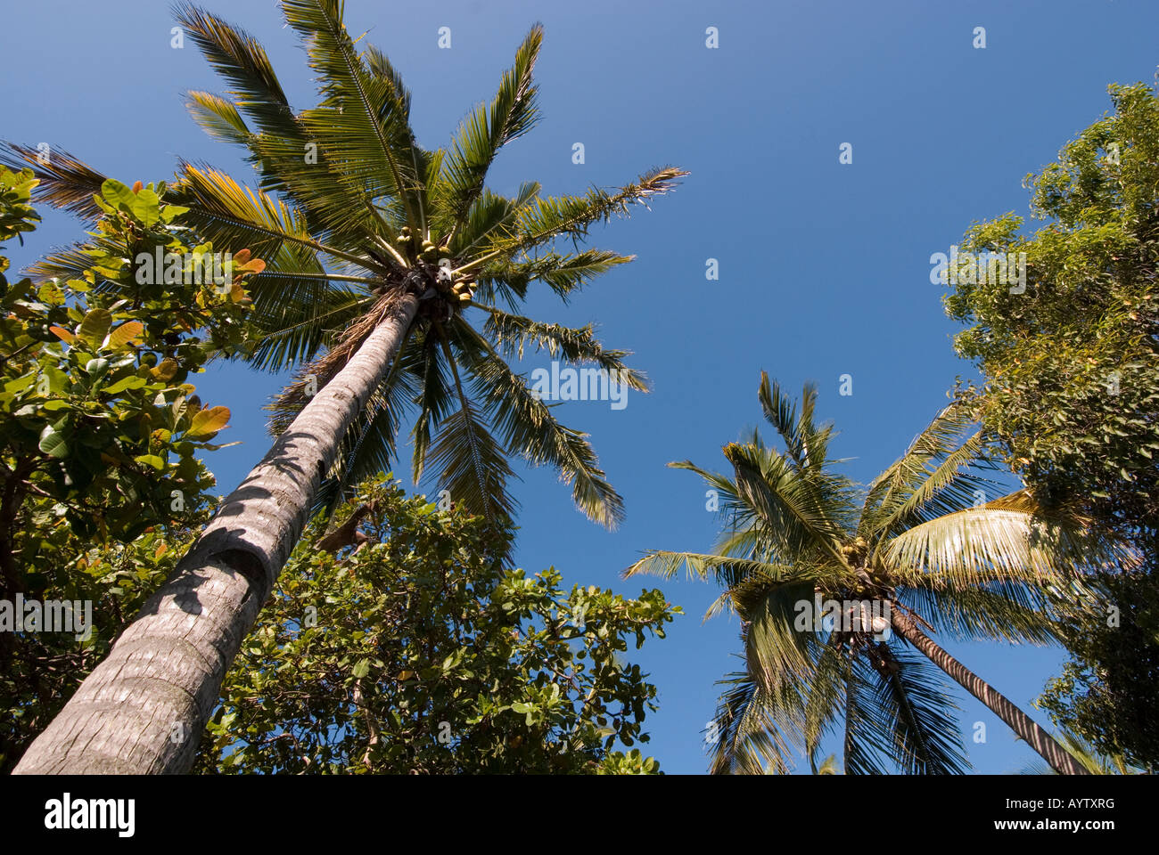 Palm trees in Mozambique, Afrca Stock Photo - Alamy