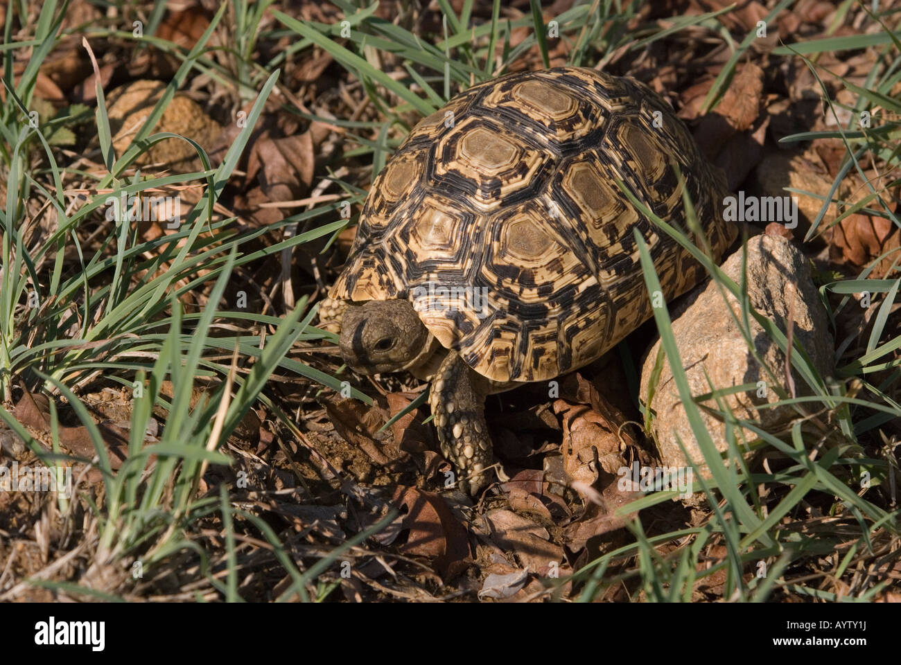 Leopard tortoise in South Africa (one of the "small five Stock Photo ...