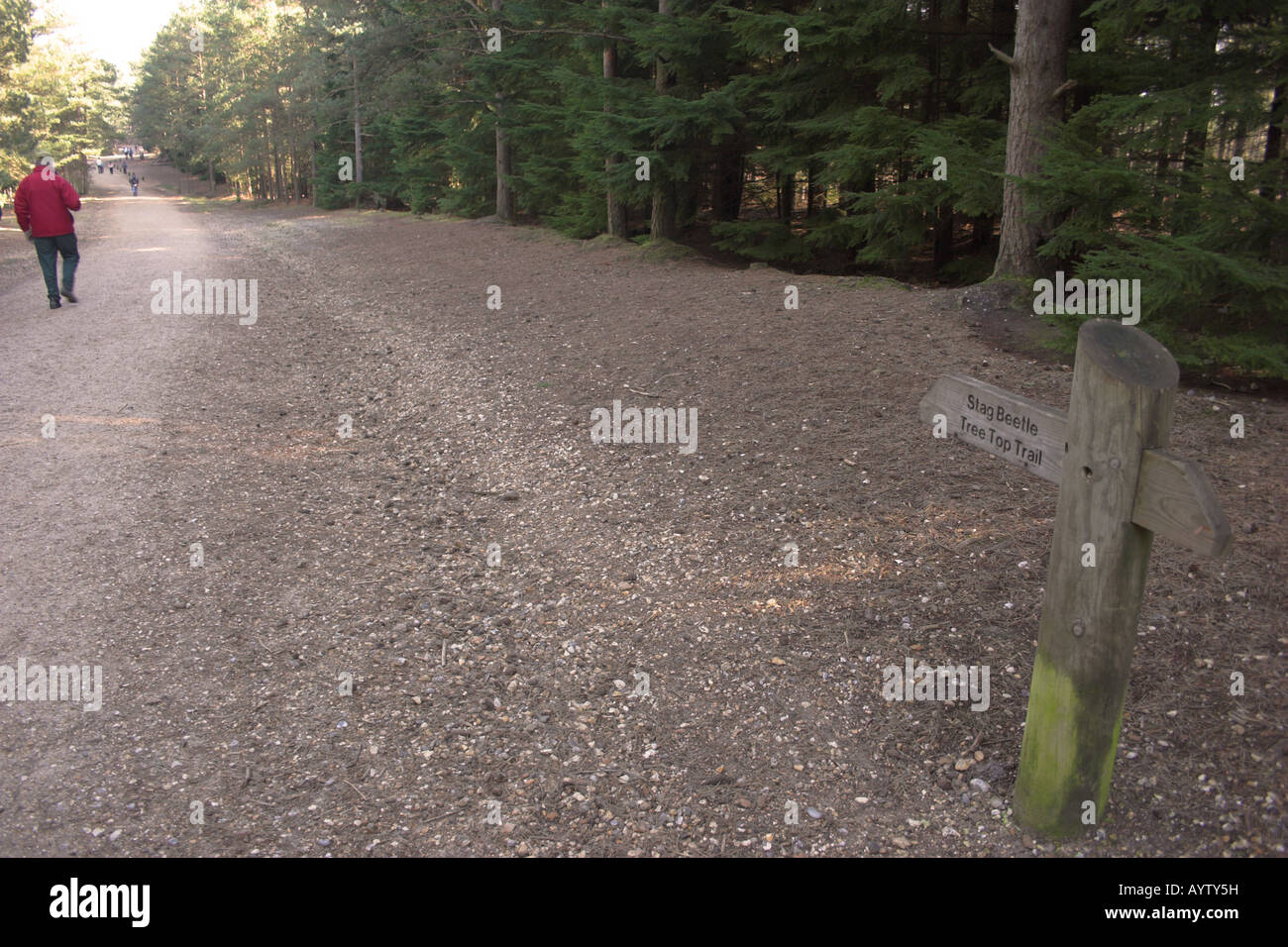 Moors Valley Country Park & Forest Stock Photo - Alamy