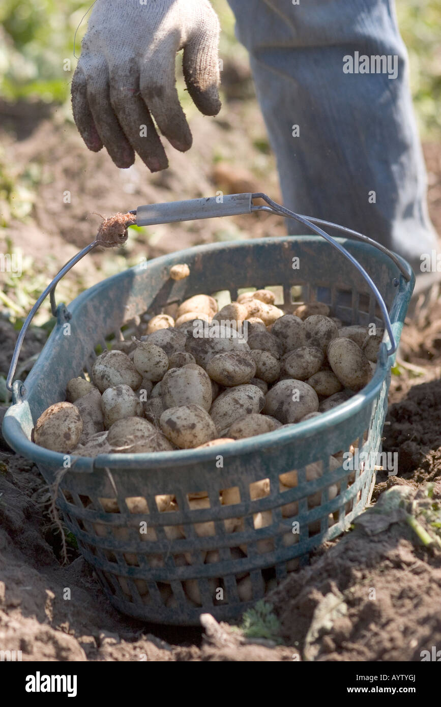 Jersey potatoes picking hi-res stock photography and images - Alamy