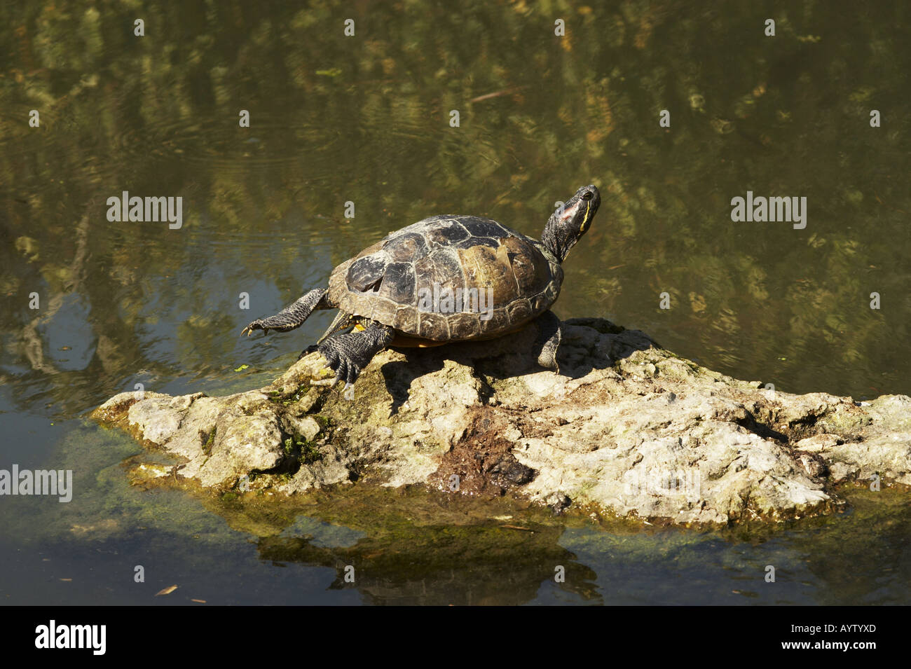 American Red Eared Turtle in Captivity England Stock Photo - Alamy