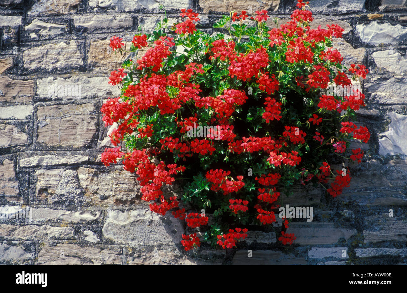 Red geraniums in a hanging wall basket Stock Photo - Alamy