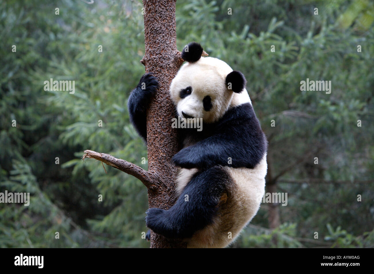 Panda china wolong panda center hi-res stock photography and images - Alamy